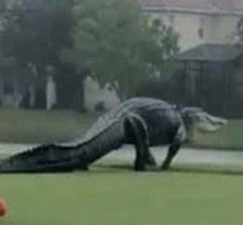 He appeared out of nowhere! Alligator on the field scared the athletes
