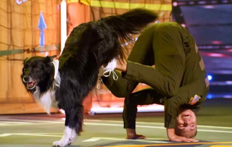 Smart and artistic! How the dog shows his talents!
